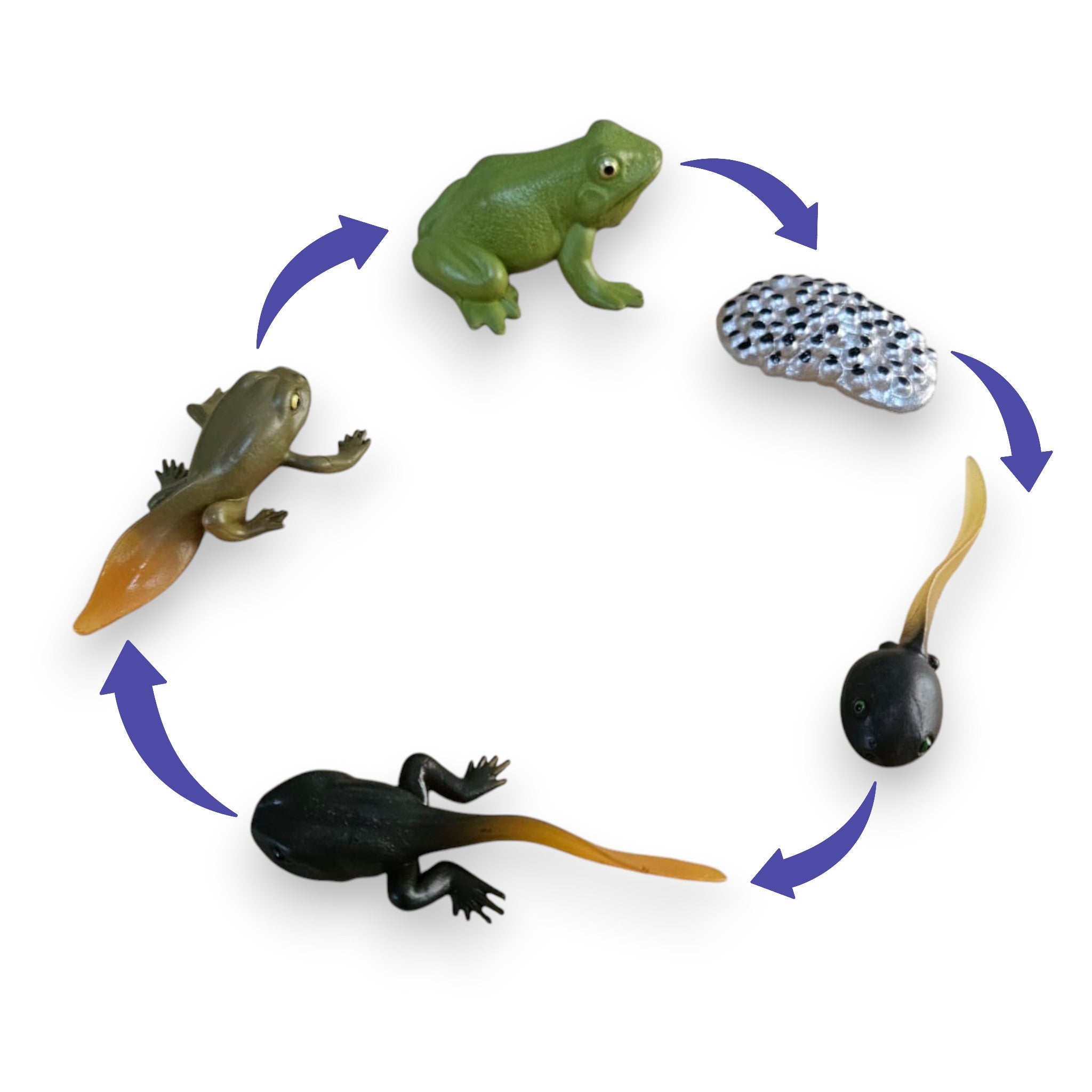 Life Cycle Frog – Edunation