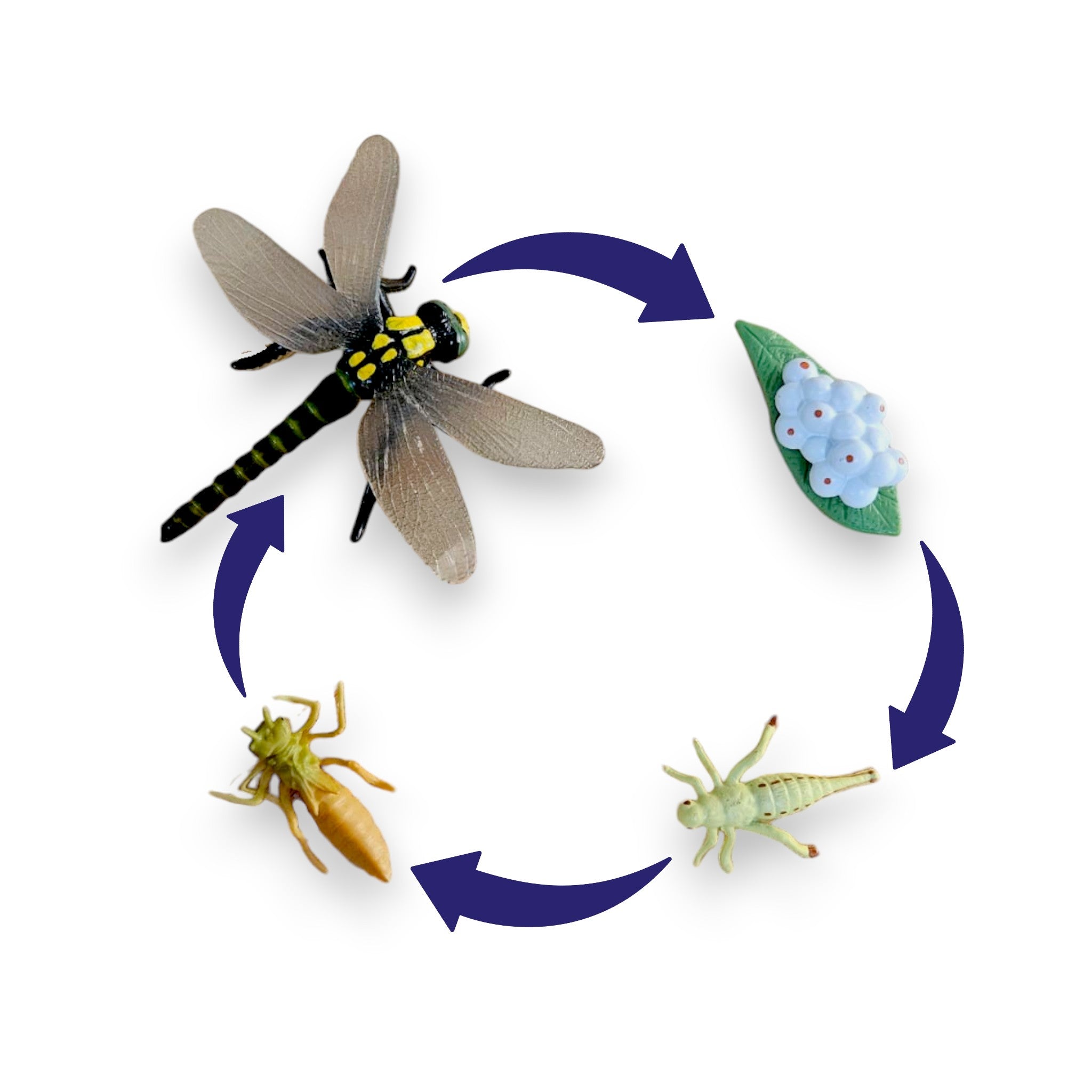 Life Cycle Dragonfly – Edunation