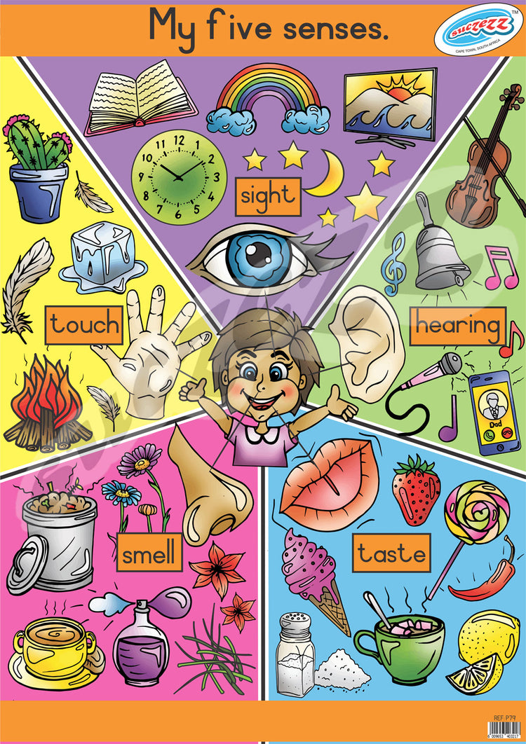 Poster My Five Senses Edunation